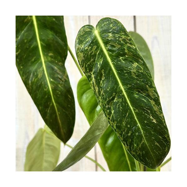 ■タグ観葉植物 多肉植物 インテリアプランツ インテリアグリーン インドアグリーン 育つ 育てる 育てやすい 初心者 室内園芸 ガーデニング ベランダ 新生活 リビング デスク オフィス 事務所 台所 キッチン お部屋 カウンター 家 サロ...