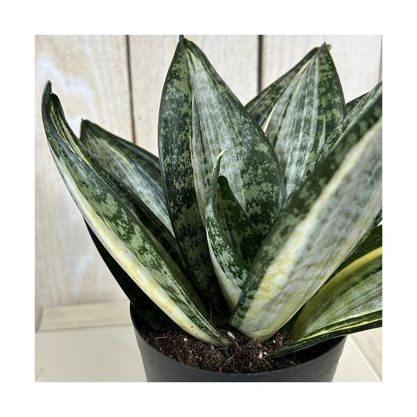 ■タグサンスベリア 観葉植物 多肉植物 インテリアプランツ インテリアグリーン インドアグリーン 育つ 育てる 育てやすい 初心者 室内園芸 ガーデニング ベランダ 新生活 リビング デスク オフィス 事務所 台所 キッチン お部屋 カウン...
