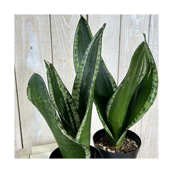 ■タグサンスベリア 観葉植物 多肉植物 インテリアプランツ インテリアグリーン インドアグリーン 育つ 育てる 育てやすい 初心者 室内園芸 ガーデニング ベランダ 新生活 リビング デスク オフィス 事務所 台所 キッチン お部屋 カウン...