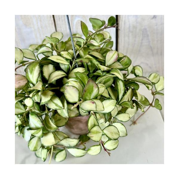 ■タグ観葉植物 多肉植物 インテリアプランツ インテリアグリーン インドアグリーン 育つ 育てる 育てやすい 初心者 室内園芸 ガーデニング ベランダ 新生活 リビング デスク オフィス 事務所 台所 キッチン お部屋 カウンター 家 サロ...