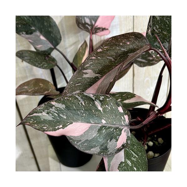 ■タグマーブルピンクプリンセス 観葉植物 多肉植物 インテリアプランツ インテリアグリーン インドアグリーン 育つ 育てる 育てやすい 初心者 室内園芸 ガーデニング ベランダ 新生活 リビング デスク オフィス 事務所 台所 キッチン お...