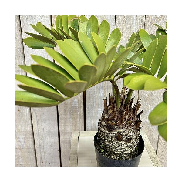 ■タグフルフラセア 観葉植物 多肉植物 インテリアプランツ インテリアグリーン インドアグリーン 育つ 育てる 育てやすい 初心者 室内園芸 ガーデニング ベランダ 新生活 リビング デスク オフィス 事務所 台所 キッチン お部屋 カウン...