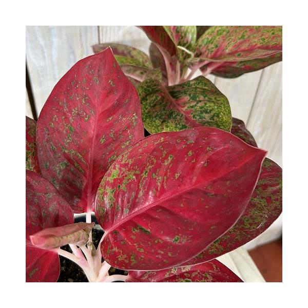 ■タグ観葉植物 多肉植物 インテリアプランツ インテリアグリーン インドアグリーン 育つ 育てる 育てやすい 初心者 室内園芸 ガーデニング ベランダ 新生活 リビング デスク オフィス 事務所 台所 キッチン お部屋 カウンター 家 サロ...