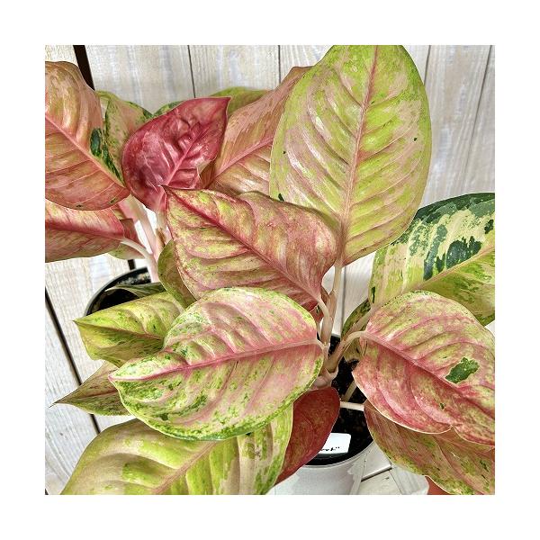 ■タグ観葉植物 多肉植物 インテリアプランツ インテリアグリーン インドアグリーン 育つ 育てる 育てやすい 初心者 室内園芸 ガーデニング ベランダ 新生活 リビング デスク オフィス 事務所 台所 キッチン お部屋 カウンター 家 サロ...