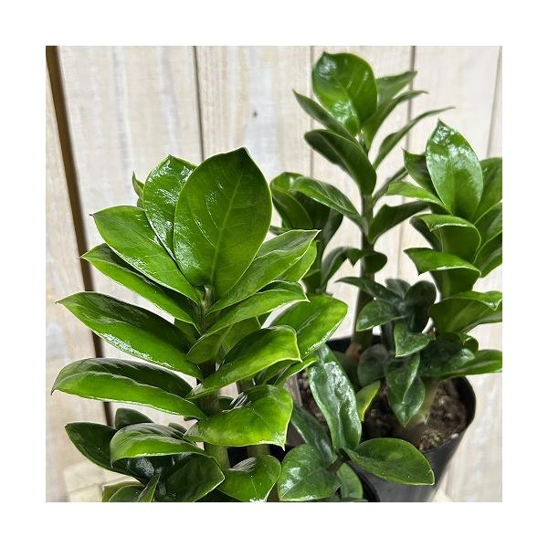 ■タグザミフォーリア 観葉植物 多肉植物 インテリアプランツ インテリアグリーン インドアグリーン 育つ 育てる 育てやすい 初心者 室内園芸 ガーデニング ベランダ 新生活 リビング デスク オフィス 事務所 台所 キッチン お部屋 カウ...