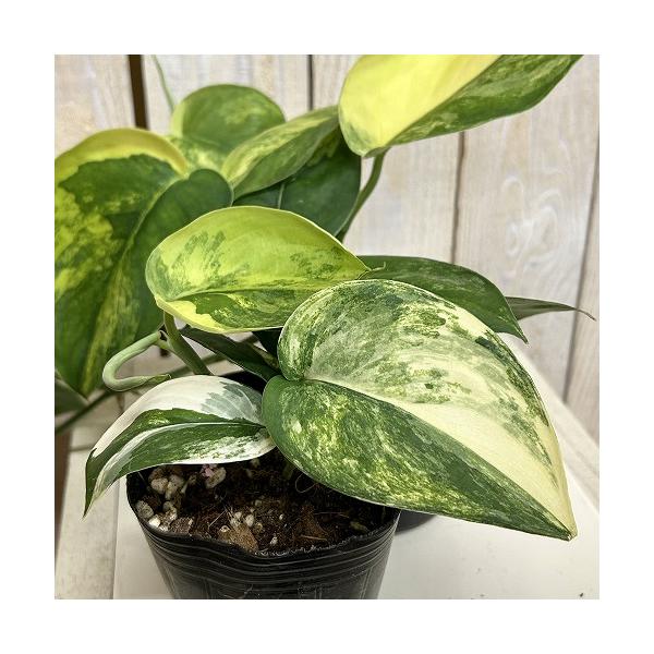 ■タグスキンダプタス 観葉植物 多肉植物 インテリアプランツ インテリアグリーン インドアグリーン 育つ 育てる 育てやすい 初心者 室内園芸 ガーデニング ベランダ 新生活 リビング デスク オフィス 事務所 台所 キッチン お部屋 カウ...