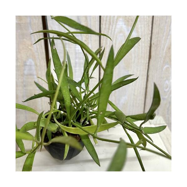 ■タグ観葉植物 多肉植物 インテリアプランツ インテリアグリーン インドアグリーン 育つ 育てる 育てやすい 初心者 室内園芸 ガーデニング ベランダ 新生活 リビング デスク オフィス 事務所 台所 キッチン お部屋 カウンター 家 サロ...