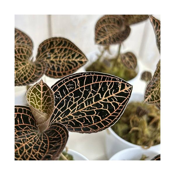 ■タグ洋らん 洋ラン ようらん 観葉植物 多肉植物 インテリアプランツ インテリアグリーン インドアグリーン 育つ 育てる 育てやすい 初心者 室内園芸 ガーデニング ベランダ 新生活 リビング デスク オフィス 事務所 台所 キッチン お...