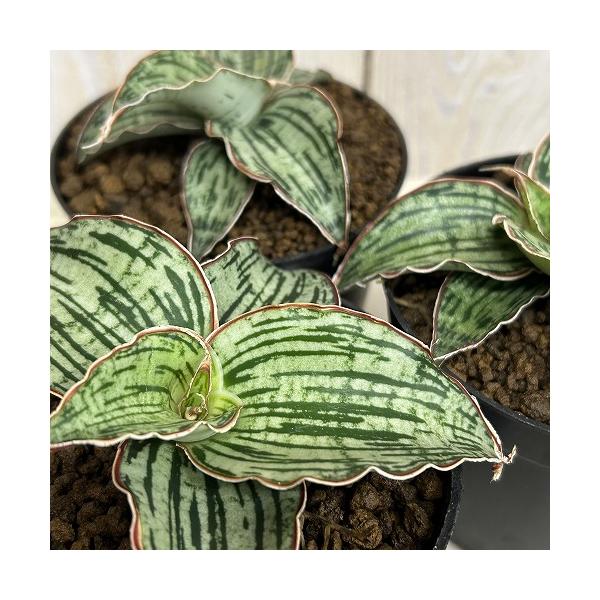 ■タグサンスベリア 観葉植物 多肉植物 インテリアプランツ インテリアグリーン インドアグリーン 育つ 育てる 育てやすい 初心者 室内園芸 ガーデニング ベランダ 新生活 リビング デスク オフィス 事務所 台所 キッチン お部屋 カウン...