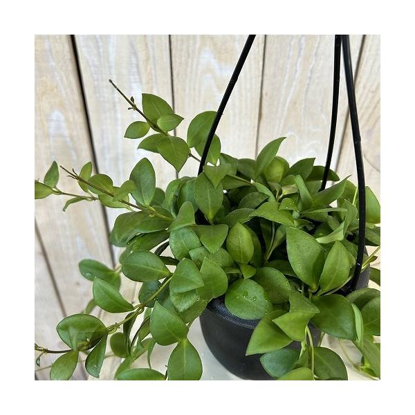 ■タグ観葉植物 多肉植物 インテリアプランツ インテリアグリーン インドアグリーン 育つ 育てる 育てやすい 初心者 室内園芸 ガーデニング ベランダ 新生活 リビング デスク オフィス 事務所 台所 キッチン お部屋 カウンター 家 サロ...