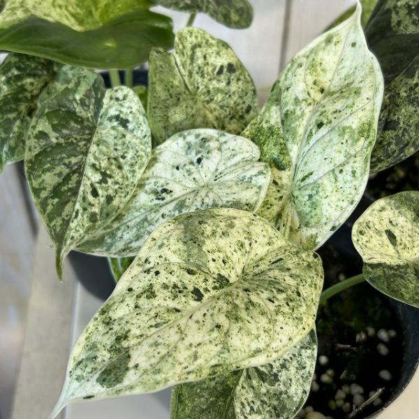 ■タグ観葉植物 多肉植物 インテリアプランツ インテリアグリーン インドアグリーン 育つ 育てる 育てやすい 初心者 室内園芸 ガーデニング ベランダ 新生活 リビング デスク オフィス 事務所 台所 キッチン お部屋 カウンター 家 サロ...