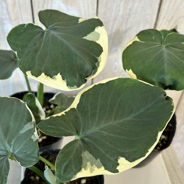 ■タグ観葉植物 多肉植物 インテリアプランツ インテリアグリーン インドアグリーン 育つ 育てる 育てやすい 初心者 室内園芸 ガーデニング ベランダ 新生活 リビング デスク オフィス 事務所 台所 キッチン お部屋 カウンター 家 サロ...