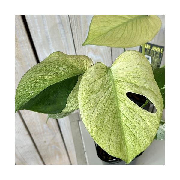 ■タグ観葉植物 多肉植物 インテリアプランツ インテリアグリーン インドアグリーン 育つ 育てる 育てやすい 初心者 室内園芸 ガーデニング ベランダ 新生活 リビング デスク オフィス 事務所 台所 キッチン お部屋 カウンター 家 サロ...