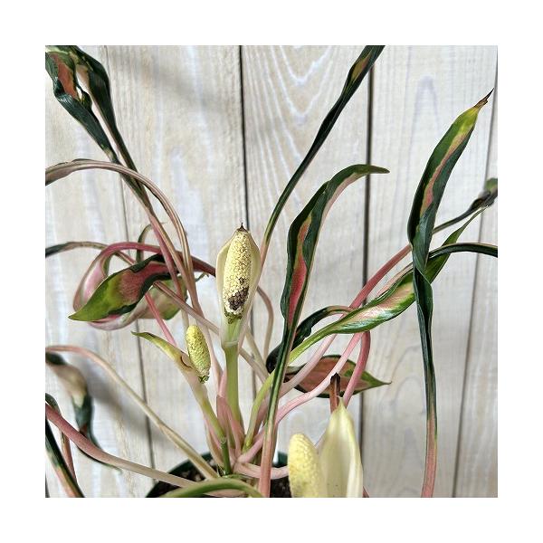 ■タグ観葉植物 多肉植物 インテリアプランツ インテリアグリーン インドアグリーン 育つ 育てる 育てやすい 初心者 室内園芸 ガーデニング ベランダ 新生活 リビング デスク オフィス 事務所 台所 キッチン お部屋 カウンター 家 サロ...