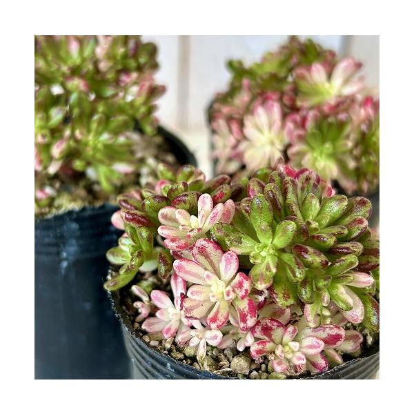 ■タグ観葉植物 多肉植物 インテリアプランツ インテリアグリーン インドアグリーン 育つ 育てる 育てやすい 初心者 室内園芸 ガーデニング ベランダ 新生活 リビング デスク オフィス 事務所 台所 キッチン お部屋 カウンター 家 サロ...