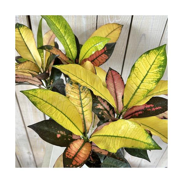 ■タグ観葉植物 多肉植物 インテリアプランツ インテリアグリーン インドアグリーン 育つ 育てる 育てやすい 初心者 室内園芸 ガーデニング ベランダ 新生活 リビング デスク オフィス 事務所 台所 キッチン お部屋 カウンター 家 サロ...