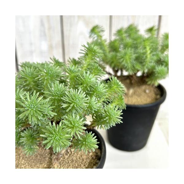 ■タグ観葉植物 多肉植物 インテリアプランツ インテリアグリーン インドアグリーン 育つ 育てる 育てやすい 初心者 室内園芸 ガーデニング ベランダ 新生活 リビング デスク オフィス 事務所 台所 キッチン お部屋 カウンター 家 サロ...