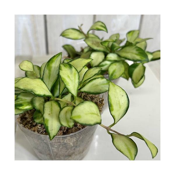 ■タグサクララン 観葉植物 多肉植物 インテリアプランツ インテリアグリーン インドアグリーン 育つ 育てる 育てやすい 初心者 室内園芸 ガーデニング ベランダ 新生活 リビング デスク オフィス 事務所 台所 キッチン お部屋 カウンタ...