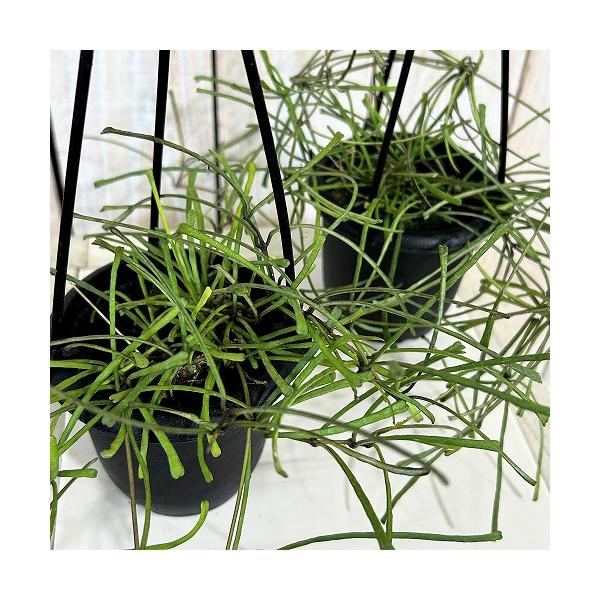 ■タグサクララン 観葉植物 多肉植物 インテリアプランツ インテリアグリーン インドアグリーン 育つ 育てる 育てやすい 初心者 室内園芸 ガーデニング ベランダ 新生活 リビング デスク オフィス 事務所 台所 キッチン お部屋 カウンタ...