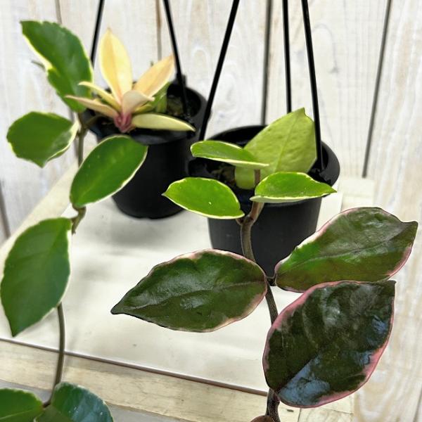 ■タグサクララン 観葉植物 多肉植物 インテリアプランツ インテリアグリーン インドアグリーン 育つ 育てる 育てやすい 初心者 室内園芸 ガーデニング ベランダ 新生活 リビング デスク オフィス 事務所 台所 キッチン お部屋 カウンタ...
