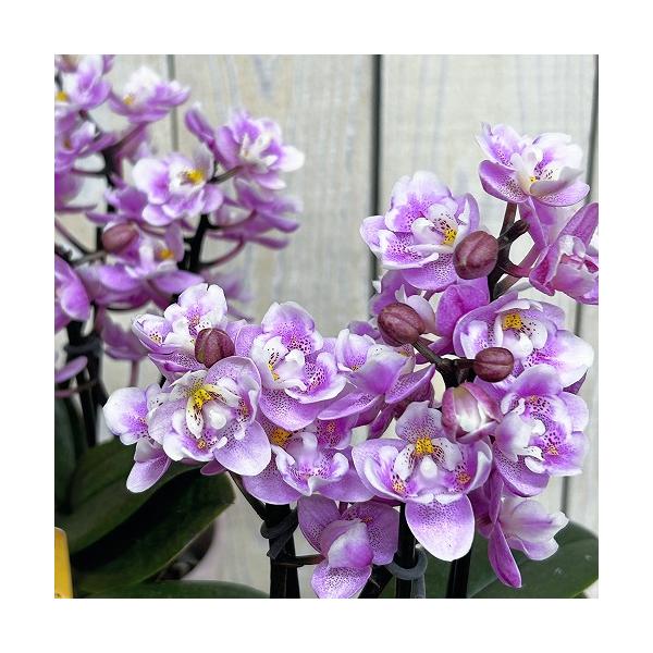 ※花無しでの販売となります。ご了承の上お買い求めください。■タグインテリアプランツ インテリアグリーン インドアグリーン 育つ 育てる 育てやすい 初心者 室内園芸 ガーデニング ベランダ 新生活 リビング デスク オフィス 事務所 台所 ...