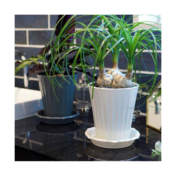 ■タグアップル 水やり スタイリッシュ 白 鉢花 観葉植物 多肉植物 スタイルプレート