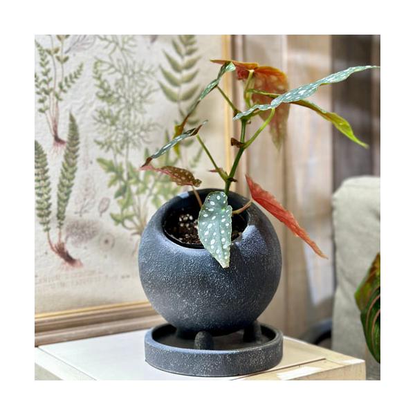 ■タグオシャレ 観葉植物 多肉植物 サボテン 園芸 ガーデニング インドアグリーン インテリアグリーン インテリアプランツ インドアグリーン キッチン リビング 玄関 寝室 トイレ 子供部屋 インテリア 置物 ギフト プレゼント 母の日 父...