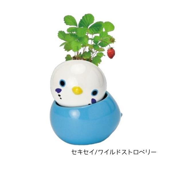■タグ観葉植物 栽培キット 種まきキット ガーデニング 家庭菜園 園芸 インテリアグリーン ミニ栽培キット ハーブ栽培 小鳥 バード セキセイ オカメ ワイルドストロベリー カモミール 聖新陶芸 COROCORO bird コロコロバード ...