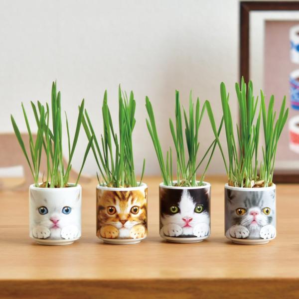 ■タグ猫草 猫草栽培 猫草キット 猫用草 猫用品 栽培キット 水耕栽培 猫 おちょこ 陶器 ミニサイズ コンパクト 室内栽培 猫好き ギフト 聖新陶芸 おちょこで猫草 GD-1029 GD-102901 白 えん麦 燕麦 ペット用品 インテ...