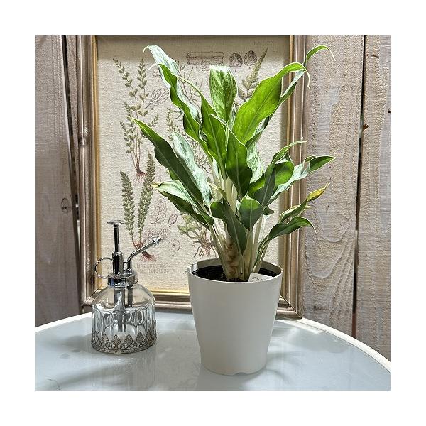 ※こちらの商品は多少の傷み等を含むアウトレット商品です。ご了承の上、購入をお願いします。セール価格 1700円→1280円 2025年Winterセール