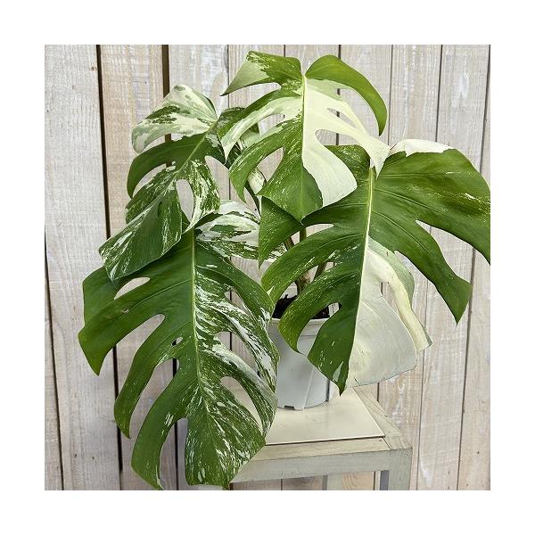 ■タグ斑入り 観葉植物 多肉植物 インテリアプランツ インテリアグリーン インドアグリーン 耐乾性 乾燥 暑さ に強い 育つ 育てる 育てやすい 初心者 室内園芸 園芸 ガーデニング ベランダシェード 新生活 リビング デスク オフィス 事...