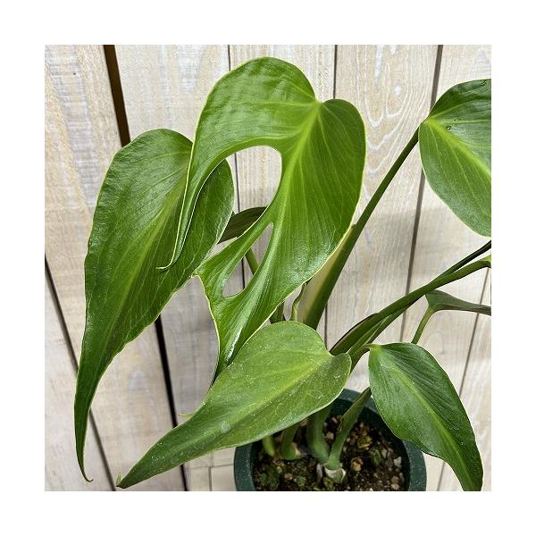 ■タグバフレマルクスフレーム パールマルクスフレーム バールマルクス バールフレーム バールマルクスフレイム 観葉植物 多肉植物 インテリアプランツ インテリアグリーン インドアグリーン 耐乾性 乾燥 暑さ に強い 育つ 育てる 育てやすい...