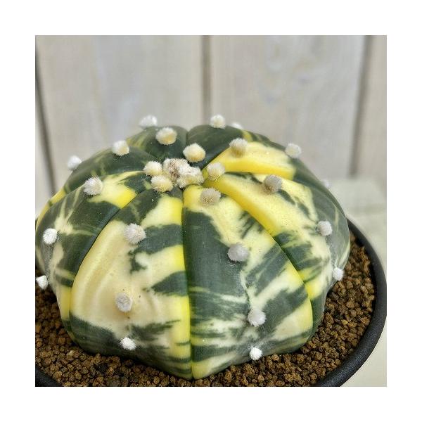 ■タグ観葉植物 多肉植物 インテリアプランツ インテリアグリーン インドアグリーン 耐乾性 乾燥 暑さ に強い 育つ 育てる 育てやすい 初心者 室内園芸 園芸 ガーデニング ベランダシェード 新生活 リビング デスク オフィス 事務所 台...