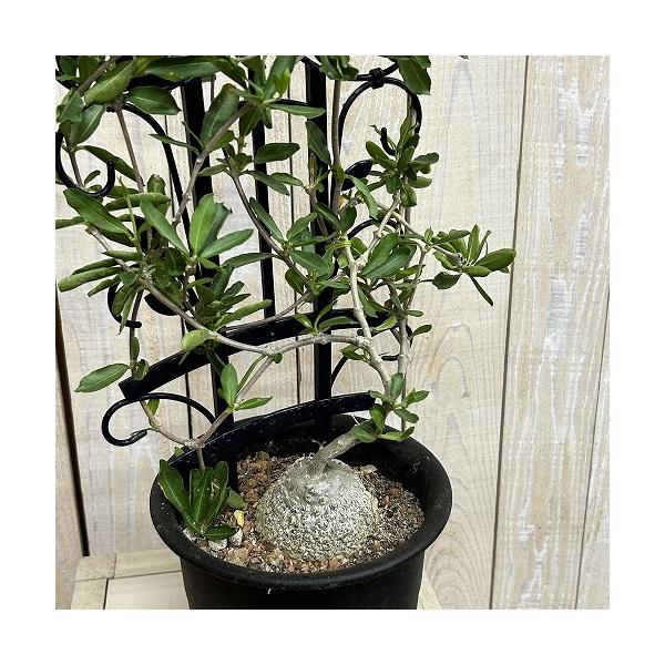 ■タグエデュリス 観葉植物 多肉植物 インテリアプランツ インテリアグリーン インドアグリーン 耐乾性 乾燥 暑さ に強い 育つ 育てる 育てやすい 初心者 室内園芸 園芸 ガーデニング ベランダシェード 新生活 リビング デスク オフィス...