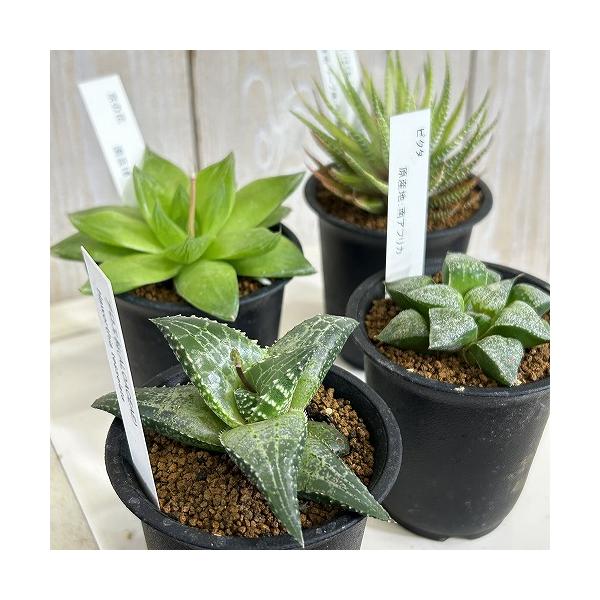 ■タグハウォルチア ハオルチア 観葉植物 多肉植物 インテリアプランツ インテリアグリーン インドアグリーン 育つ 育てる 育てやすい 初心者 室内園芸 ガーデニング ベランダ 新生活 リビング デスク オフィス 事務所 台所 キッチン お...
