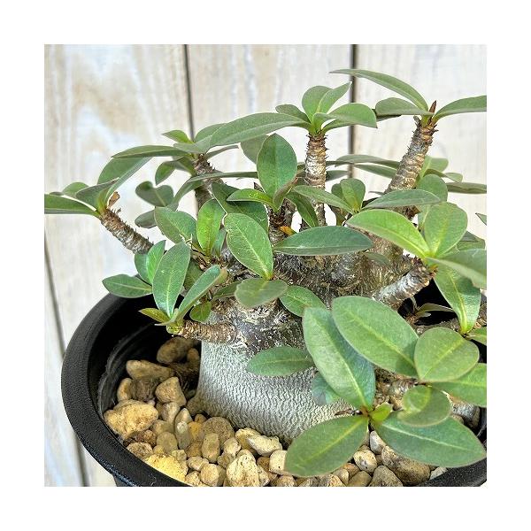 ■タグ砂漠のバラ 砂漠の薔薇 インテリアプランツ インテリアグリーン インドアグリーン 育つ 育てる 育てやすい 初心者 室内園芸 ガーデニング ベランダ 新生活 リビング デスク オフィス 事務所 台所 キッチン お部屋 カウンター 家 ...