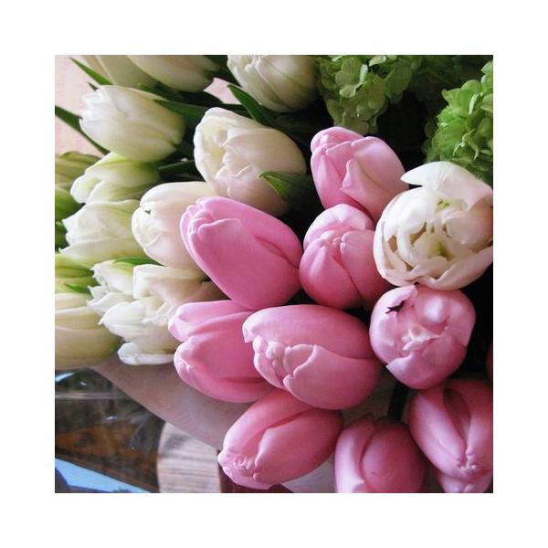 チューリップ 花束 プレゼントみんな大好きなチューリップのみをザクッとまとめた可愛く・インパクトのある花束です！　色は可愛い〜カラフルミックスで20本〜25本のおまかせカラフルでお届けです。　色指定のご希望の場合一度お問い合わせ下さい※可愛...