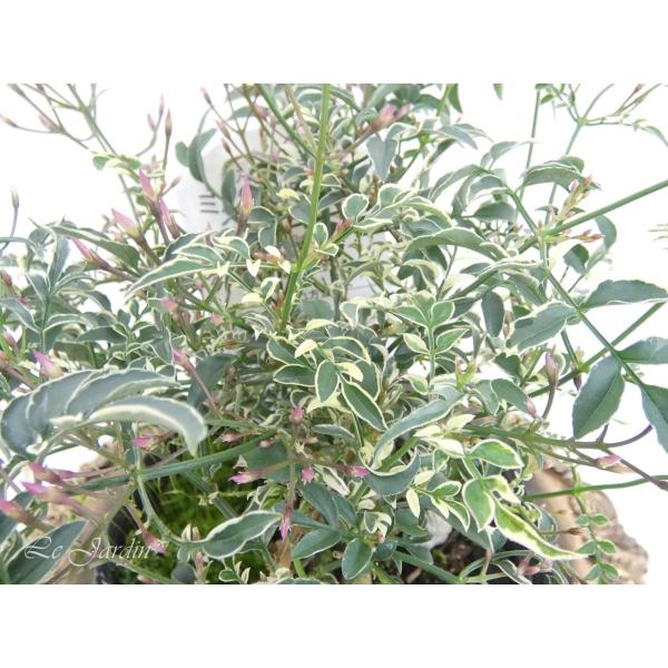 系統：モクセイ科・常緑藤本開花期：３〜５月サイズ：３寸鉢暑さや多湿にも非常に強く、とても育てやすい品種です。あたりにフワッと漂う香りに癒されます。。。こちらのジャスミンの一番の特長は斑入りの葉っぱです。お花が終わった後も楽しめる鑑賞価値の高...