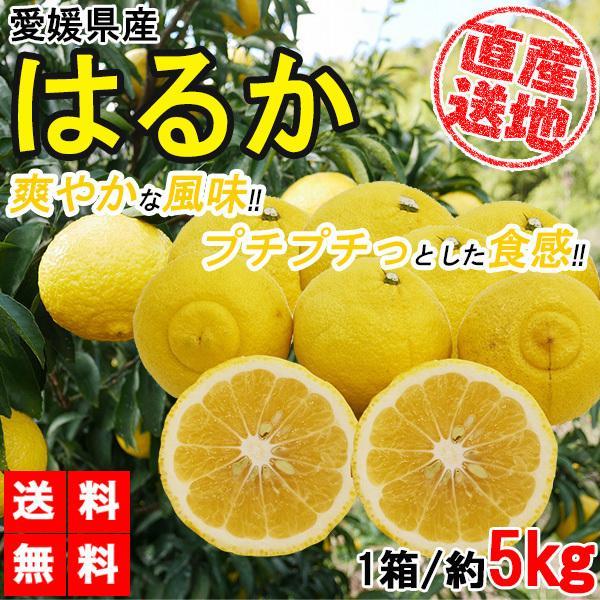 はるかは黄色くて酸っぱそうな外観の柑橘ですが、酸味は少なく上品な甘みがあるみかんです。農家直送でお届け!!季節限定商品です。送料：送料無料（北海道・沖縄・離島を除く）納期：3〜5営業日で出荷※出荷日は土日祝日を除きます。※また、セール等でご...