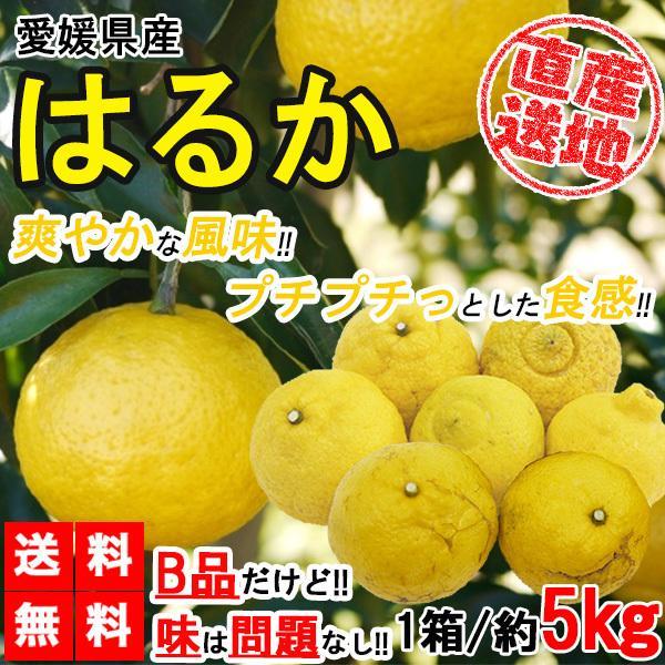 訳ありなのは見た目だけ！味は問題なし！！はるかは黄色くて酸っぱそうな外観の柑橘ですが、酸味は少なく上品な甘みがあるみかんです。農家直送でお届け!!季節限定商品です。送料：送料無料（北海道・沖縄・離島を除く）納期：3〜5営業日で出荷※出荷日は...