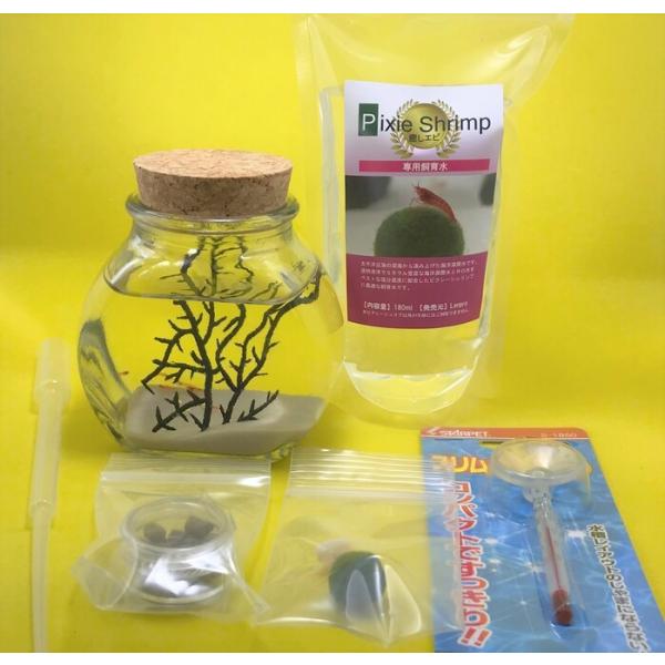 初めて安心パック  飼育にご不安な方、プレゼントに、今日から癒しエビの飼育マスター。※ハワイ現地仕入れ費高騰及び円安等により、今までエビ6匹でしたが2024年より5匹にさせていただいております。何卒ご理解、ご了承ください。・ピクシーシュリン...