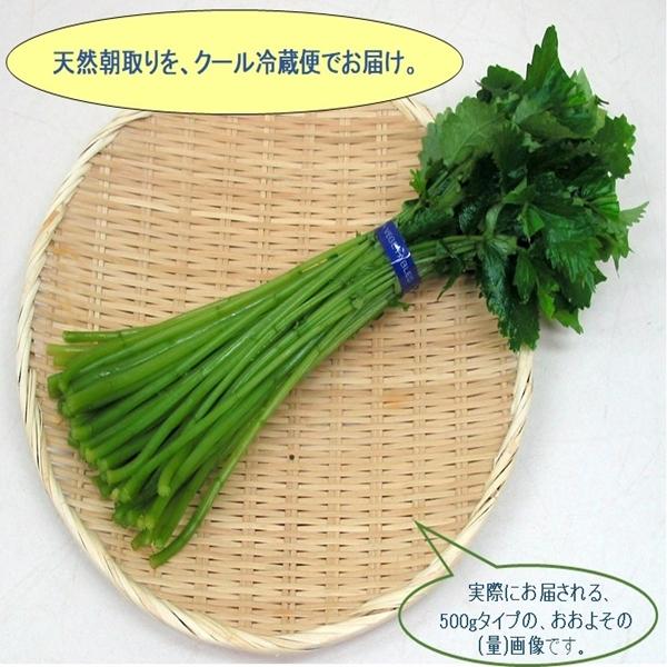【発売日：2026年07月28日】青ミズは赤ミズ同様に、食物繊維・ビタミンB1．B2・ビタミンC・ミネラルが多く含まれ、抗酸化解毒作用があるとされ、ビタミンB1・B2は疲労回復発育などに関わる要素として、そして特にビタミンCのミズに含まれる...