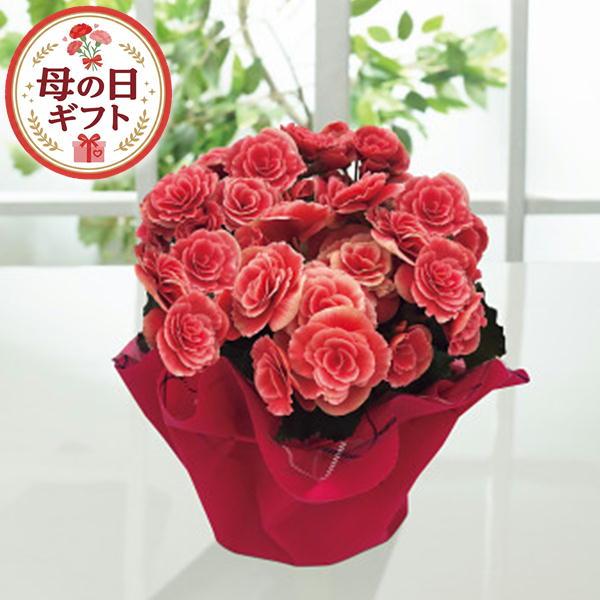 【発売日：2024年05月11日】ふんわり重なる花びらが美しい八重咲きベゴニア「母里明日（ボリアス）」。バラのように華やかでやさしい色合いが、母の日の贈りものにぴったりです。ボリュームのある花姿と、長く咲き続ける丈夫さが魅力。●商品名母の日...