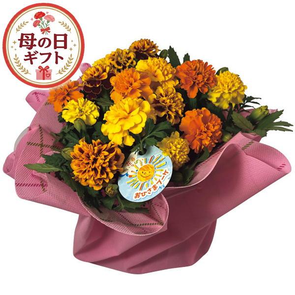 【発売日：2024年05月11日】マリーゴールド鉢植え「おひさまブーケ」は、太陽のように明るい花色と育てやすさが魅力の母の日ギフトです。ふんわり丸い花姿が可愛らしく、日当たりの良い場所に置くだけで元気に咲き続ける丈夫な品種。ガーデニング初心...