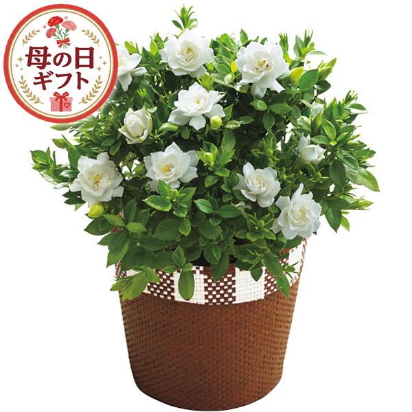 【発売日：2024年05月11日】白い八重咲きの花が清楚で美しいガーデニア（クチナシ）。古くから親しまれてきた甘い香りがふわっと広がり、上品で特別感のある母の日ギフトです。純白の花と深い緑の葉のコントラストが美しく、飾るだけで空間がぱっと華...