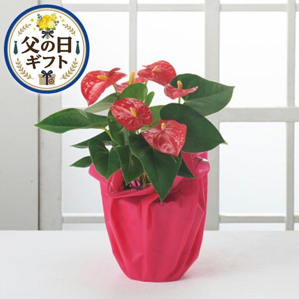 【発売日：2026年06月17日】つやつやとしたハート型の花姿が美しいアンスリウム。赤い光沢のある花と深い緑の葉が凛とした存在感を放ち、飾るだけでお部屋を上品に彩ります。春から夏にかけて長く楽しめるため、父の日の贈り物としてもぴったり。水や...
