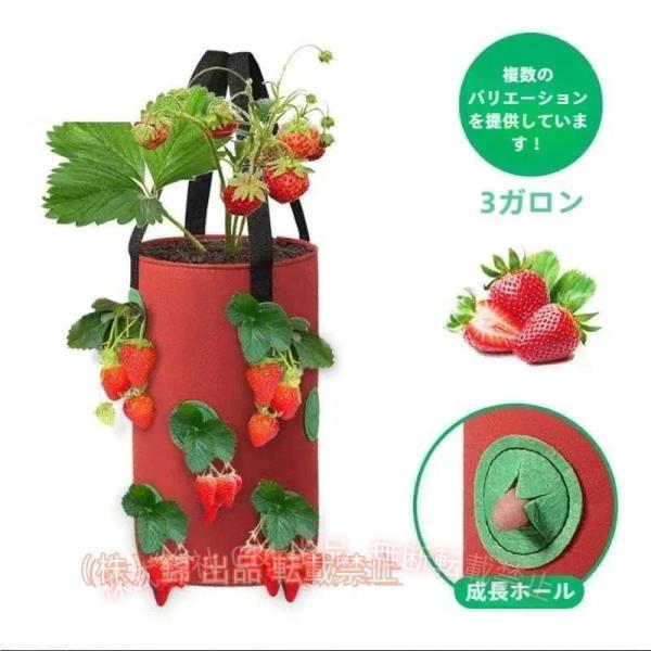 1.成長バッグの2/3に植物に優しい培養土と堆肥を入れ、上部に4つの健康なイチゴ、側面に8つのイチゴを植えます。 2.中央にそっと水を注ぎ、すべての根に水を広げます。サイドプラントに数回水をやります。 3.イチゴの植物は、毎日6~8の日光を...