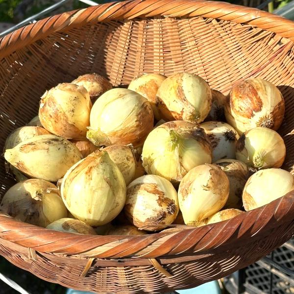 熊本県産の小玉のたまねぎ(5cm前後)2kgの販売ページです。皮をむいた後まるごとスープ等にご活用ください。