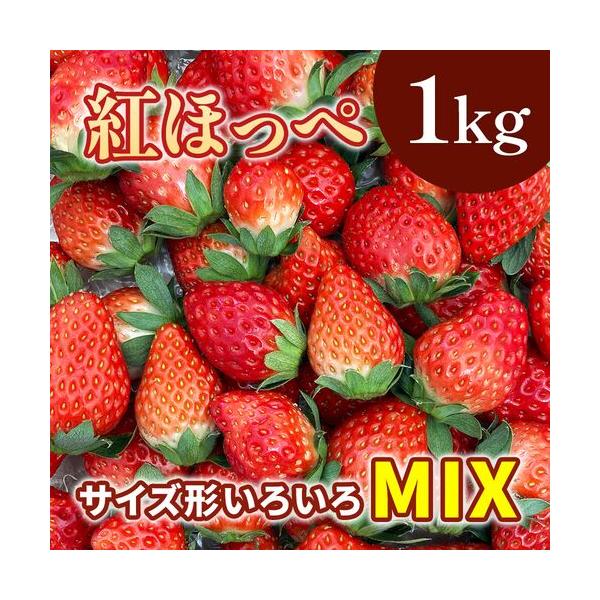 真っ赤できらきらの紅ほっぺを毎朝ひとつひとつ収穫し、選別しております。美味しく安全なイチゴを収穫できるよう毎日手間ひまかけて育てました。サイズは小粒から大粒、形奇形も含むさまざまないちごのバラ詰め商品となります。時期により大きさや形の偏りが...