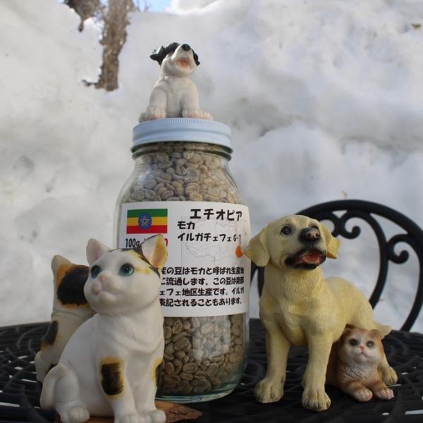 コーヒーノキの原産国エチオピアを代表する豆です。エチオピア産の豆は、紅海を挟んだ対岸イエメンのモカ港から、イエメン産の豆とともに輸出されたため、モカと呼ばれています。イエメン産はモカマタリ、エチオピア産は、シダモ (Sidamo)、ハラー ...